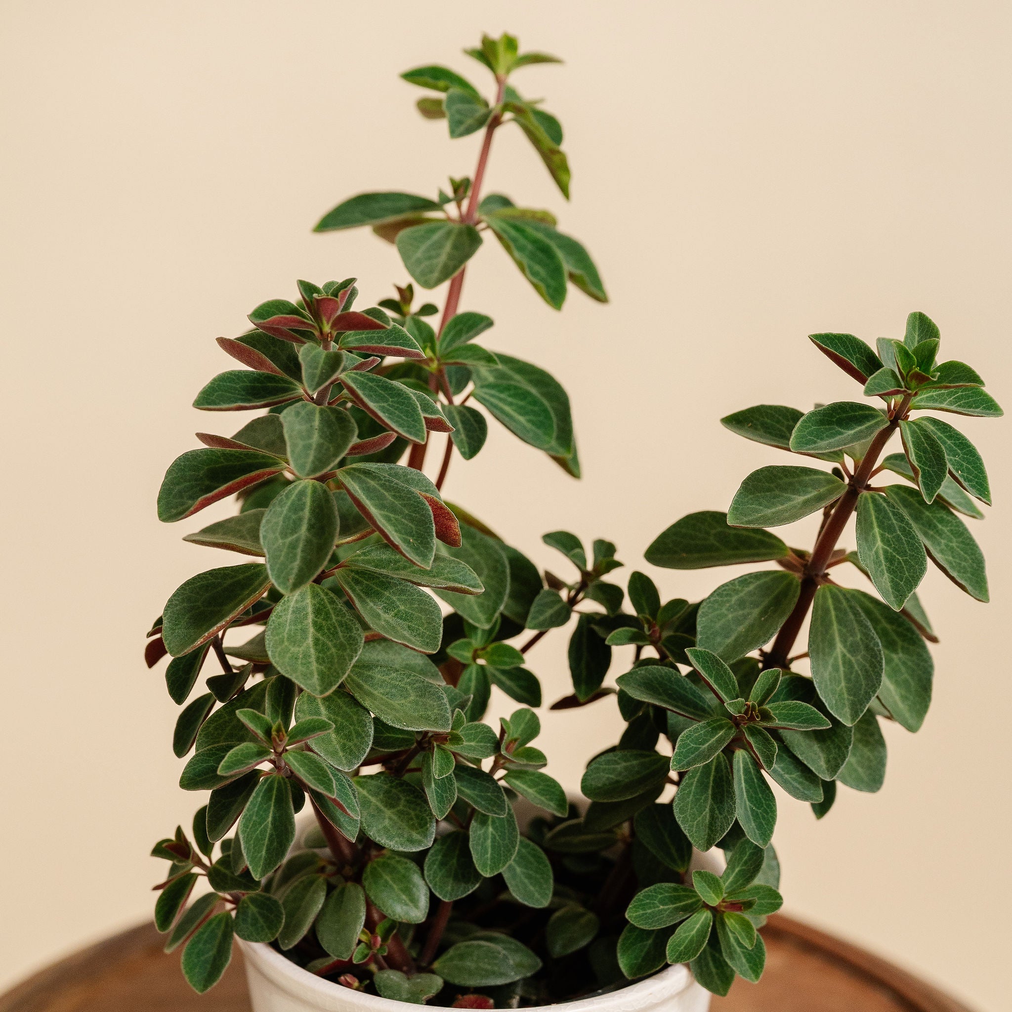 Peperomia Red Log – Academy Florist